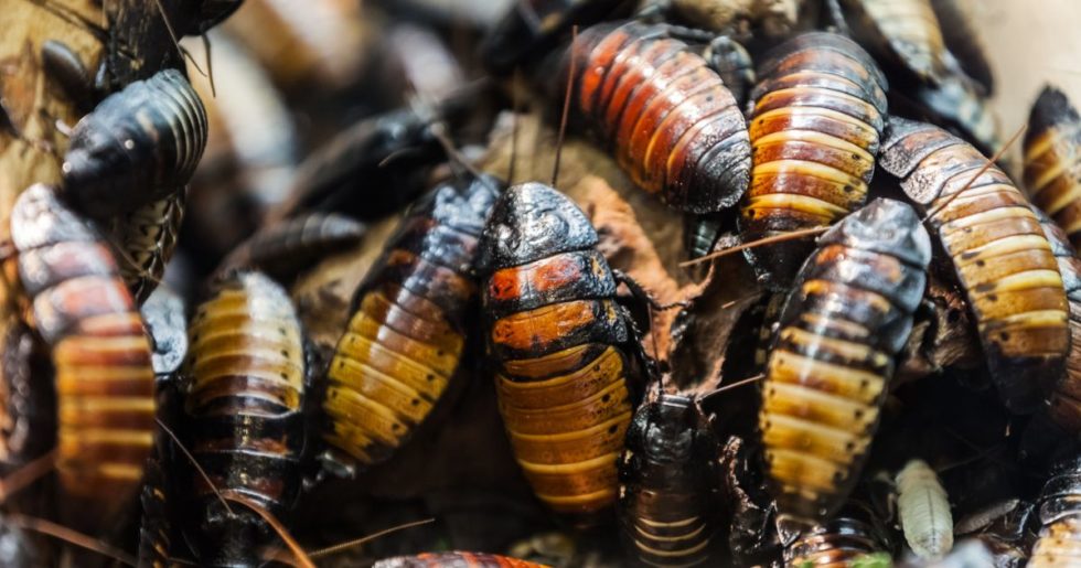 The Best Baits For Freshwater Fishing | Green Bay Trophy Fishing